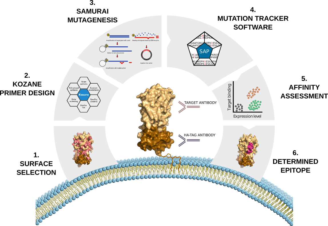 Epitope Mapping – The Rockberg lab